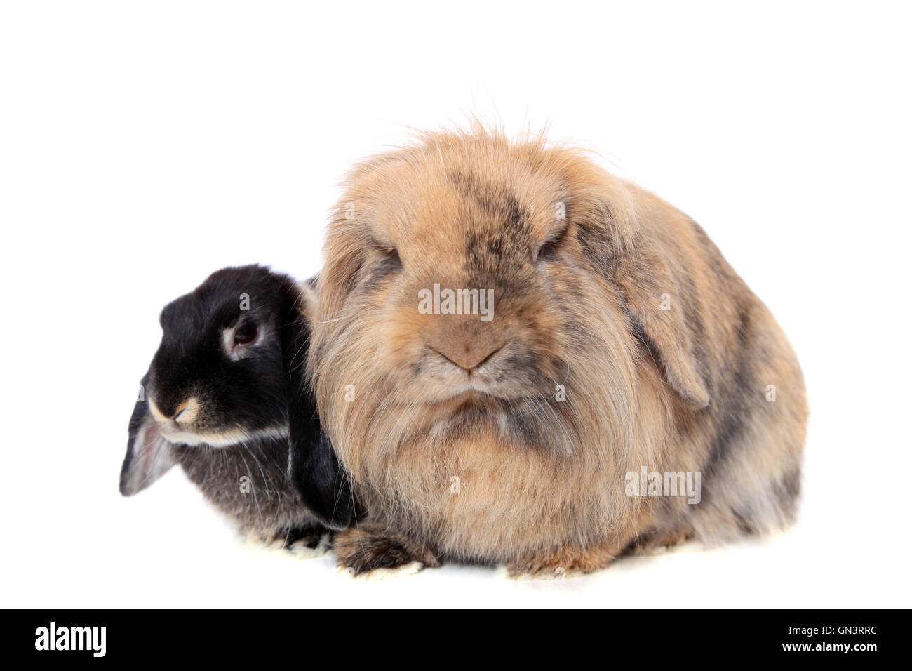 Brown and black rabbits Cut Out Stock Images & Pictures - Alamy