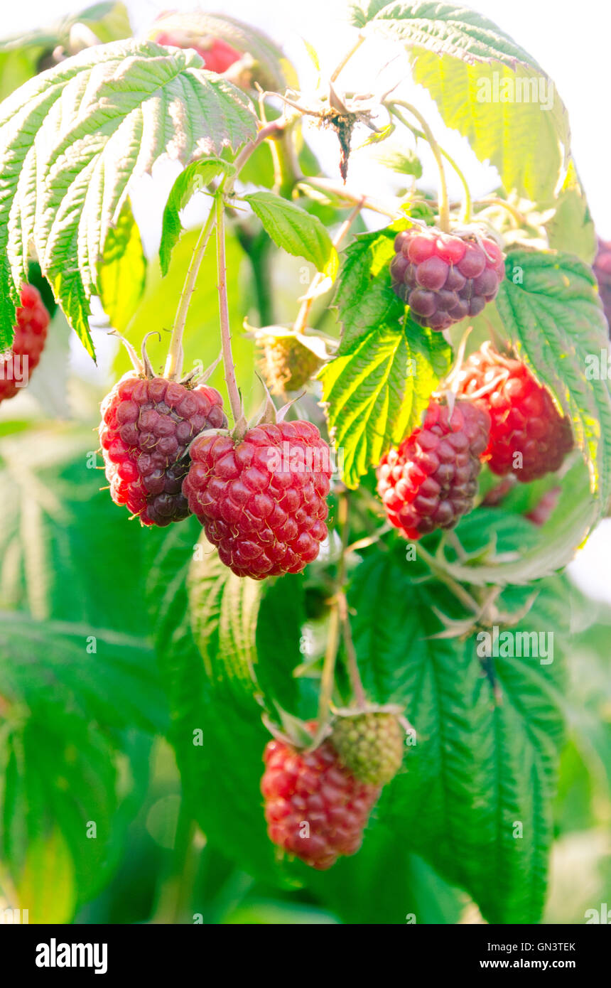 Ripe raspberries ready to pick from the vine Stock Photo - Alamy