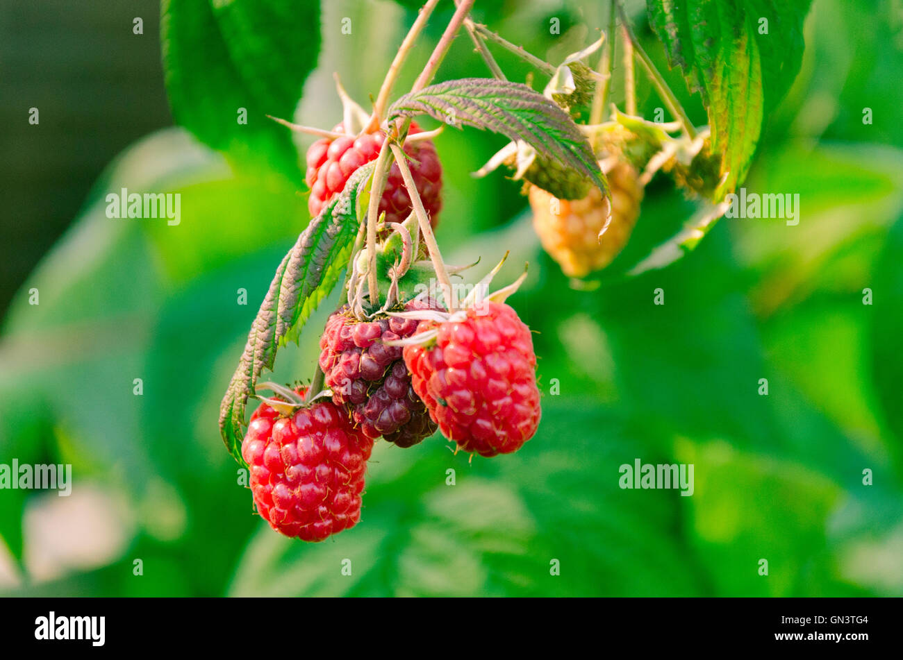 Ripe raspberries ready to pick from the vine Stock Photo - Alamy
