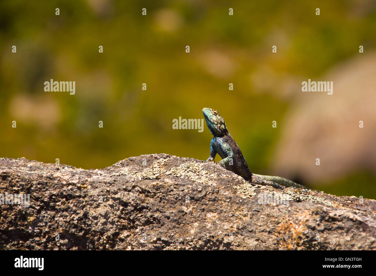 Blue Headed Lizard in the mountains near Cape Town,South Africa Stock ...