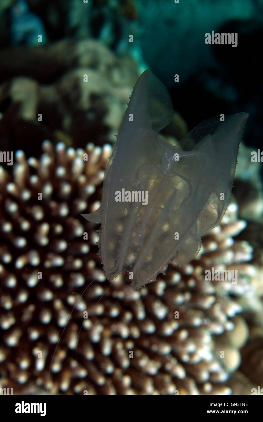 Siphonophore in the Red sea Stock Photo - Alamy