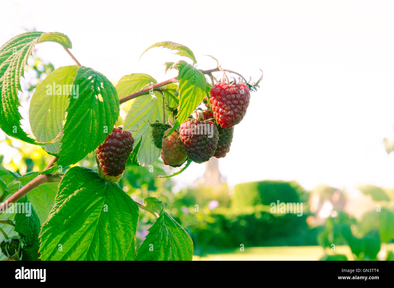 Ripe raspberries ready to pick from the vine Stock Photo - Alamy