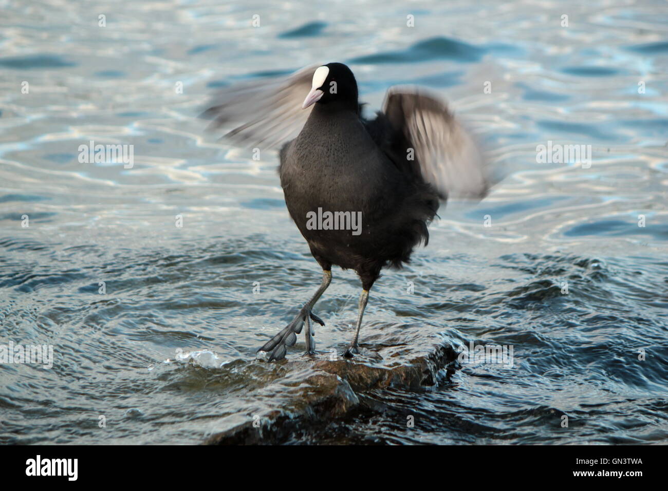 Coot duck shaking wings Stock Photo - Alamy