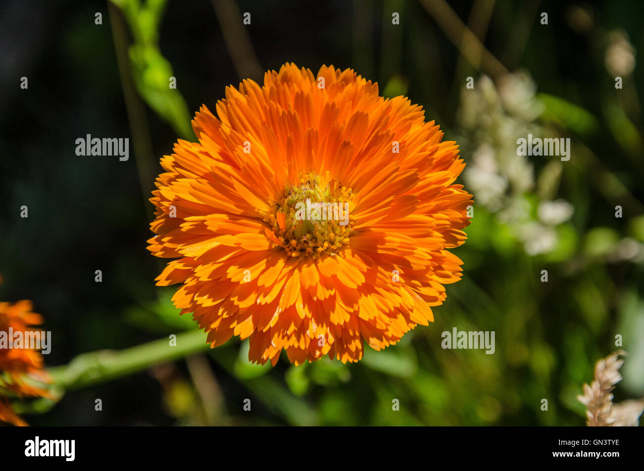 English marigold hi-res stock photography and images - Alamy