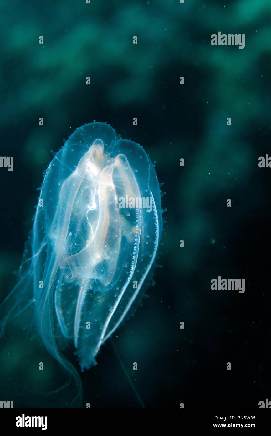 Siphonophore in the Red sea Stock Photo - Alamy
