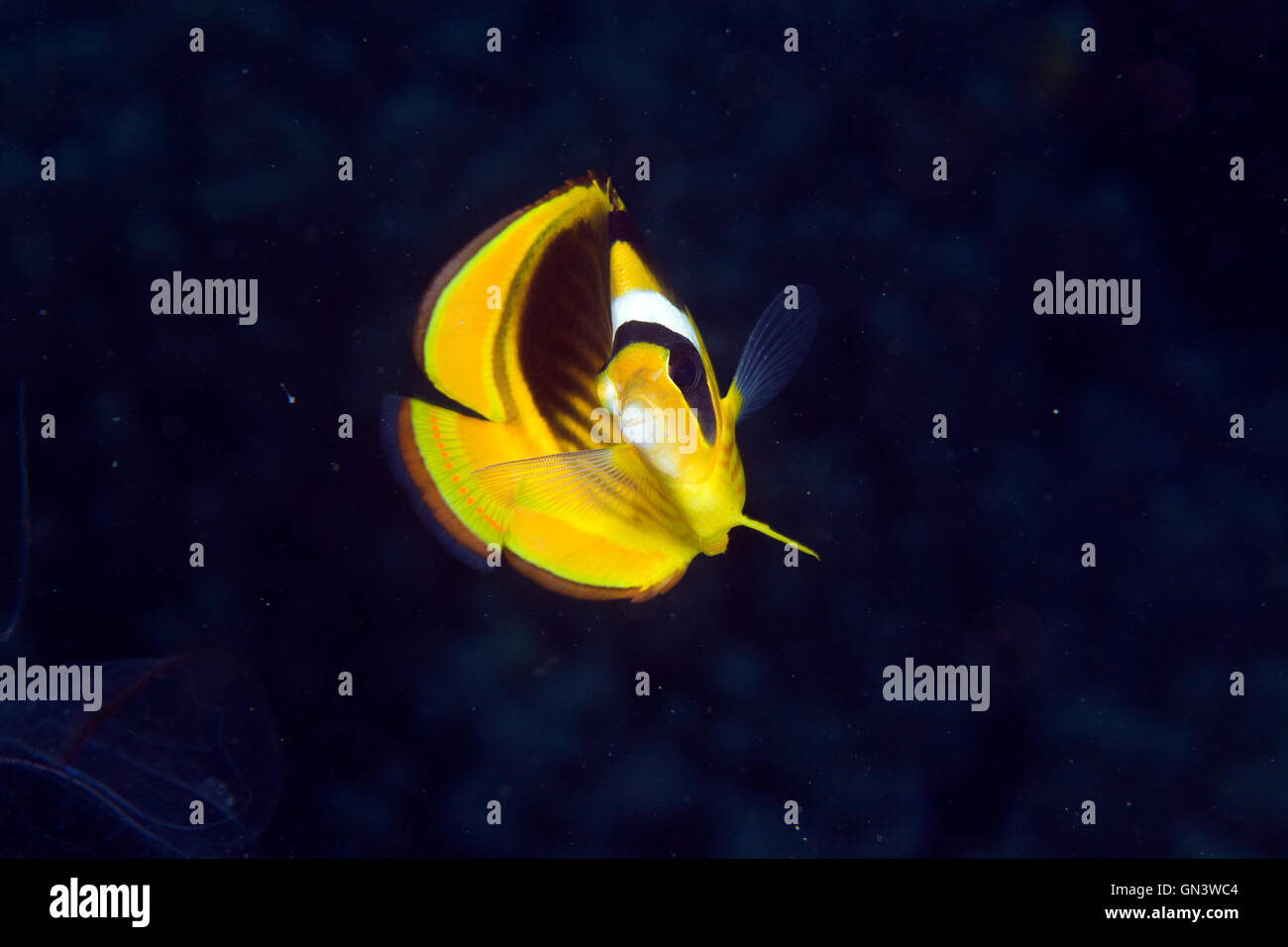 Striped butterflyfish in de Red Sea Stock Photo - Alamy
