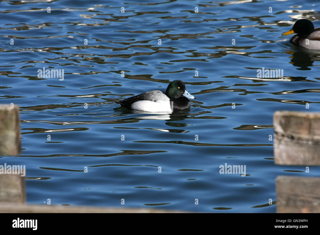 Duck Lesser Scaup male Stock Photo - Alamy