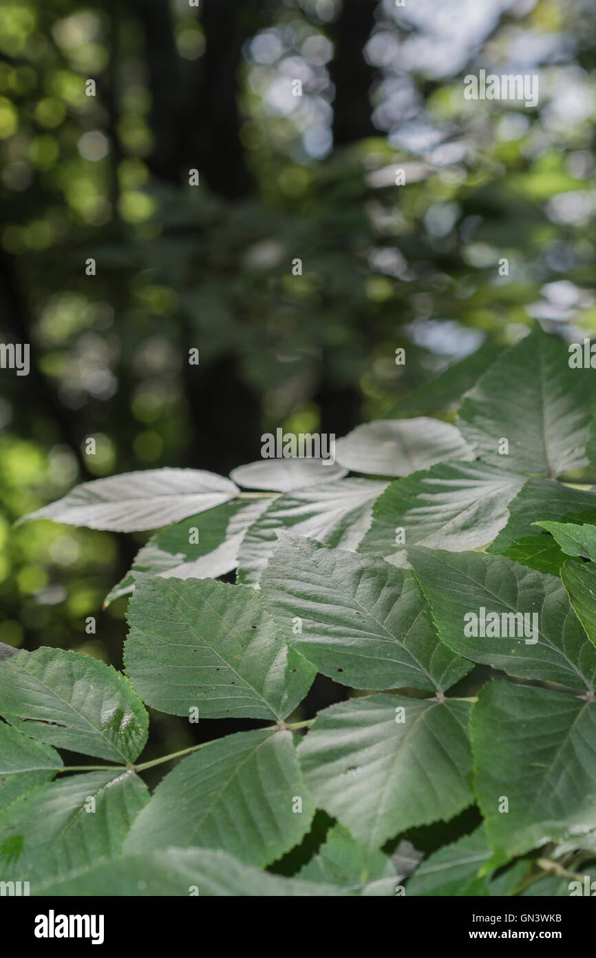 Sun dappled foliage hi-res stock photography and images - Alamy