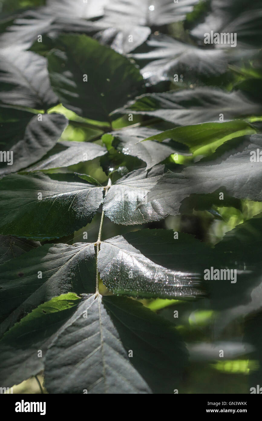 Sun dappled foliage hi-res stock photography and images - Alamy