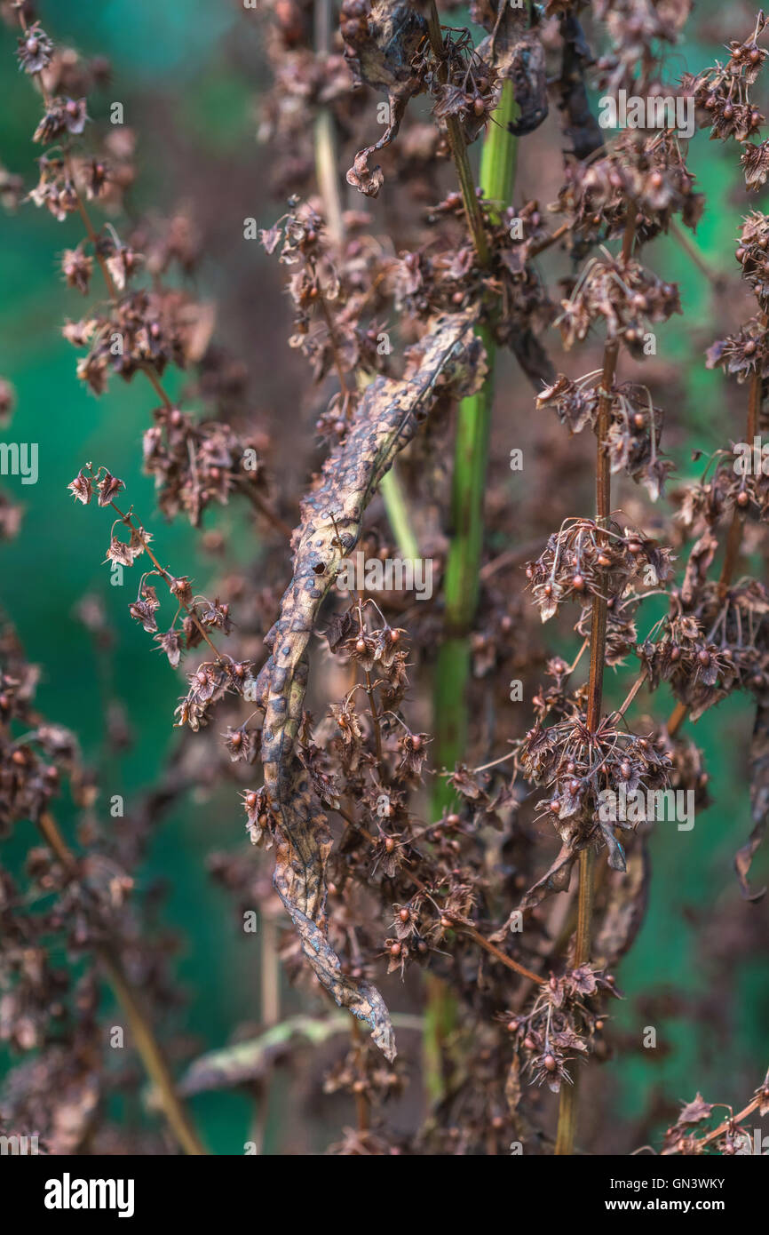 Seeds and dead foliage of Broad-leaved Dock / Rumex obtusifolius plant ...
