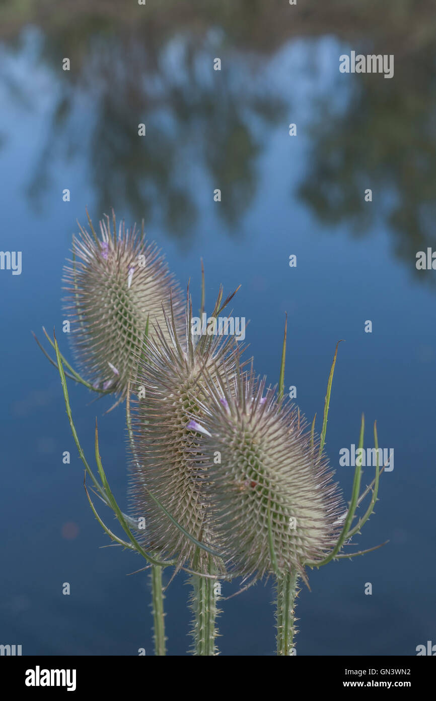 Teasel - Dipsacus fullonum - spikey flower heads seen against sky-lit ...