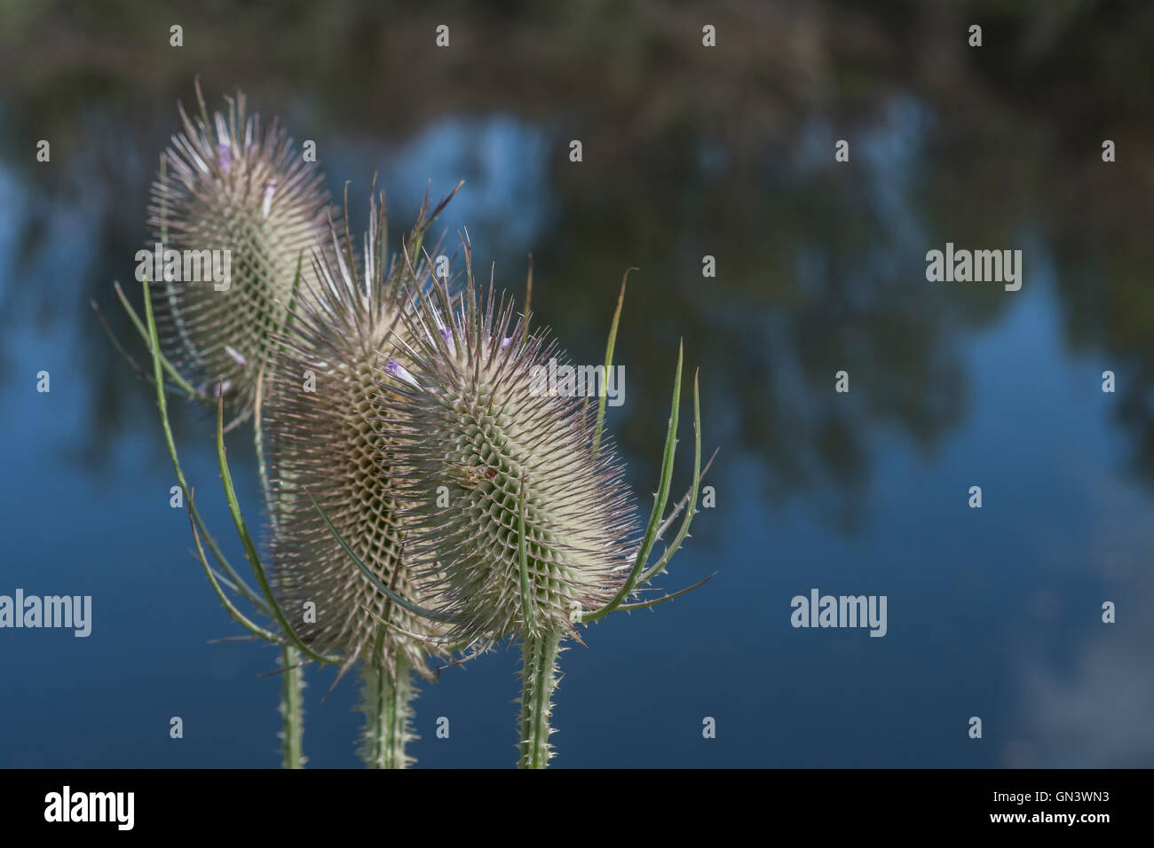 Teasel - Dipsacus fullonum - spikey flower heads seen against sky-lit ...