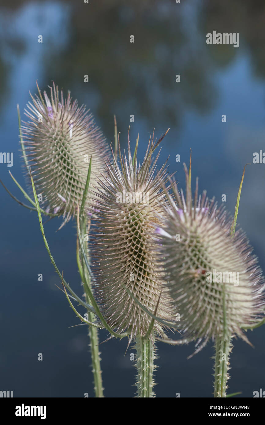 Teasel - Dipsacus fullonum - spikey flower heads seen against sky-lit ...