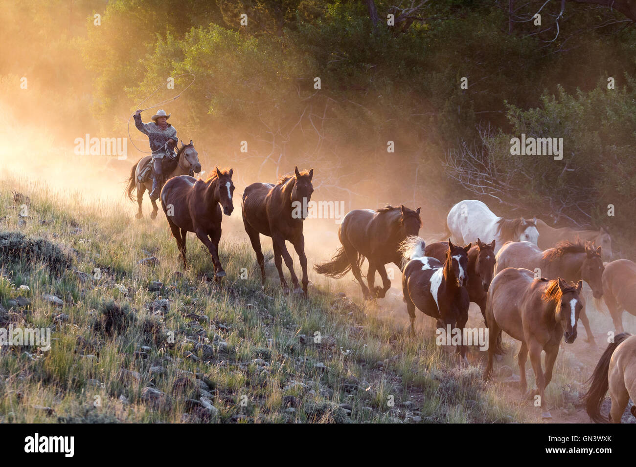 Cowboy rounding up horses hi-res stock photography and images - Alamy