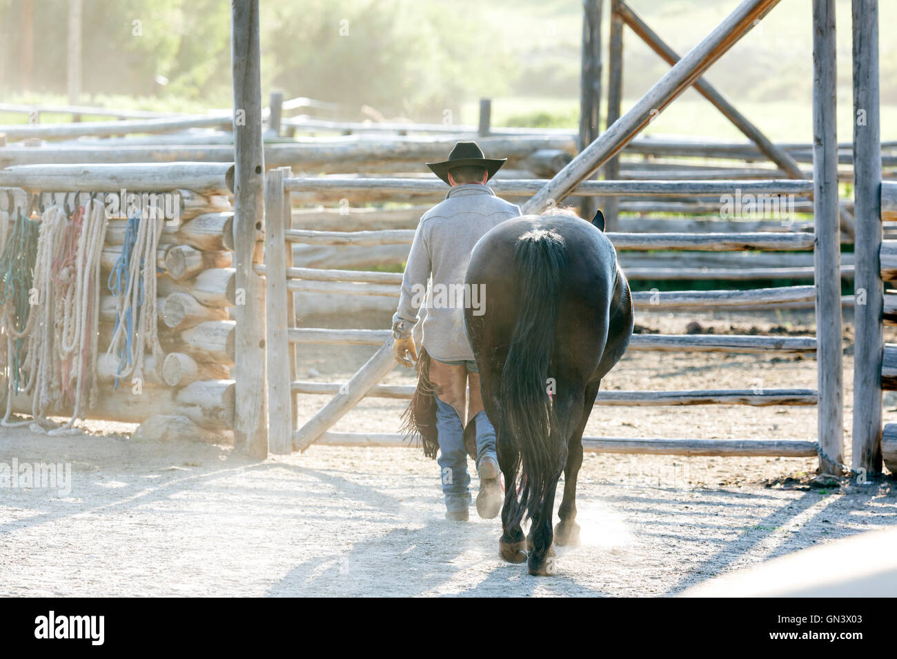 WY00887-00...WYOMING - Hunter Sullivan walks a horse back to the corral ...