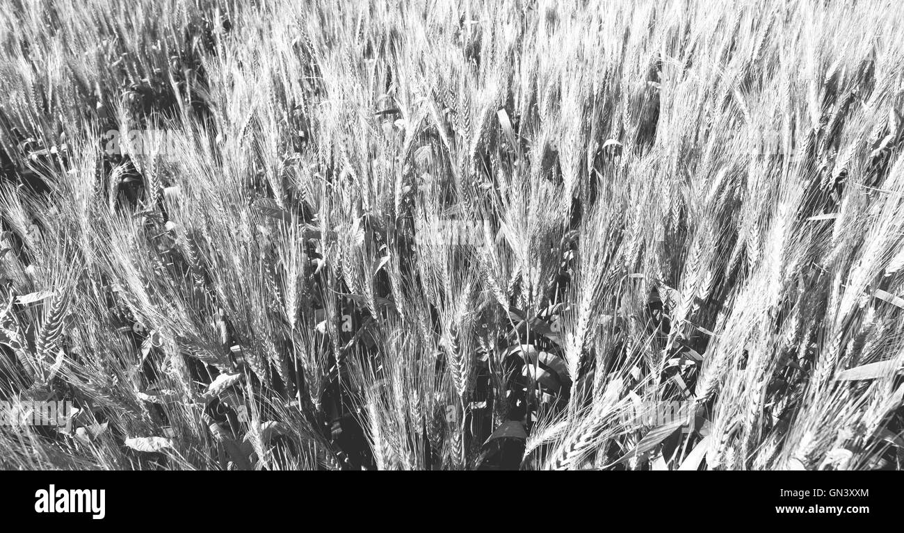 in iran cultivated farm grass and healty green natural wheat Stock ...