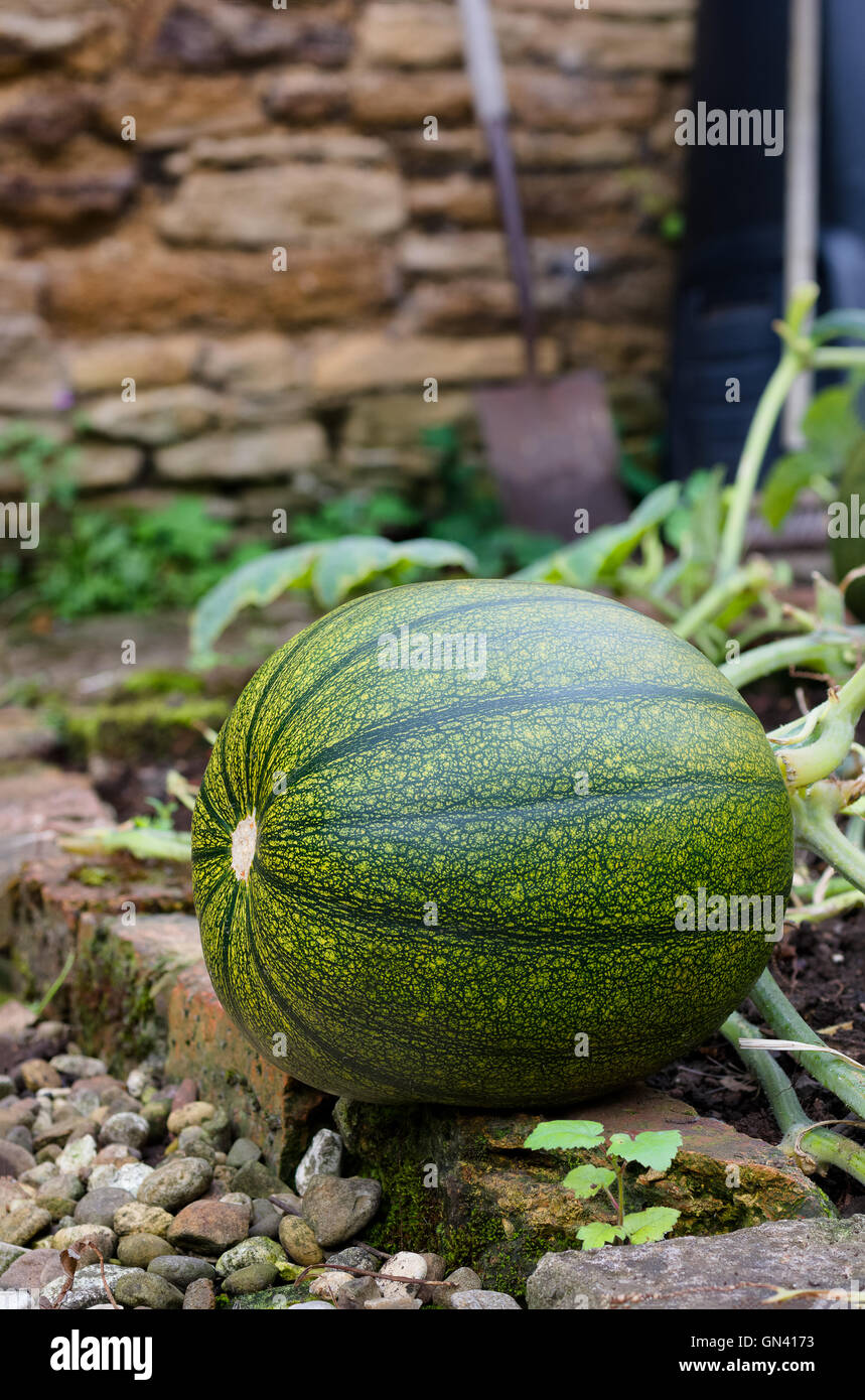 A pumpkin is a cultivar of a squash plant, most commonly of Cucurbita ...