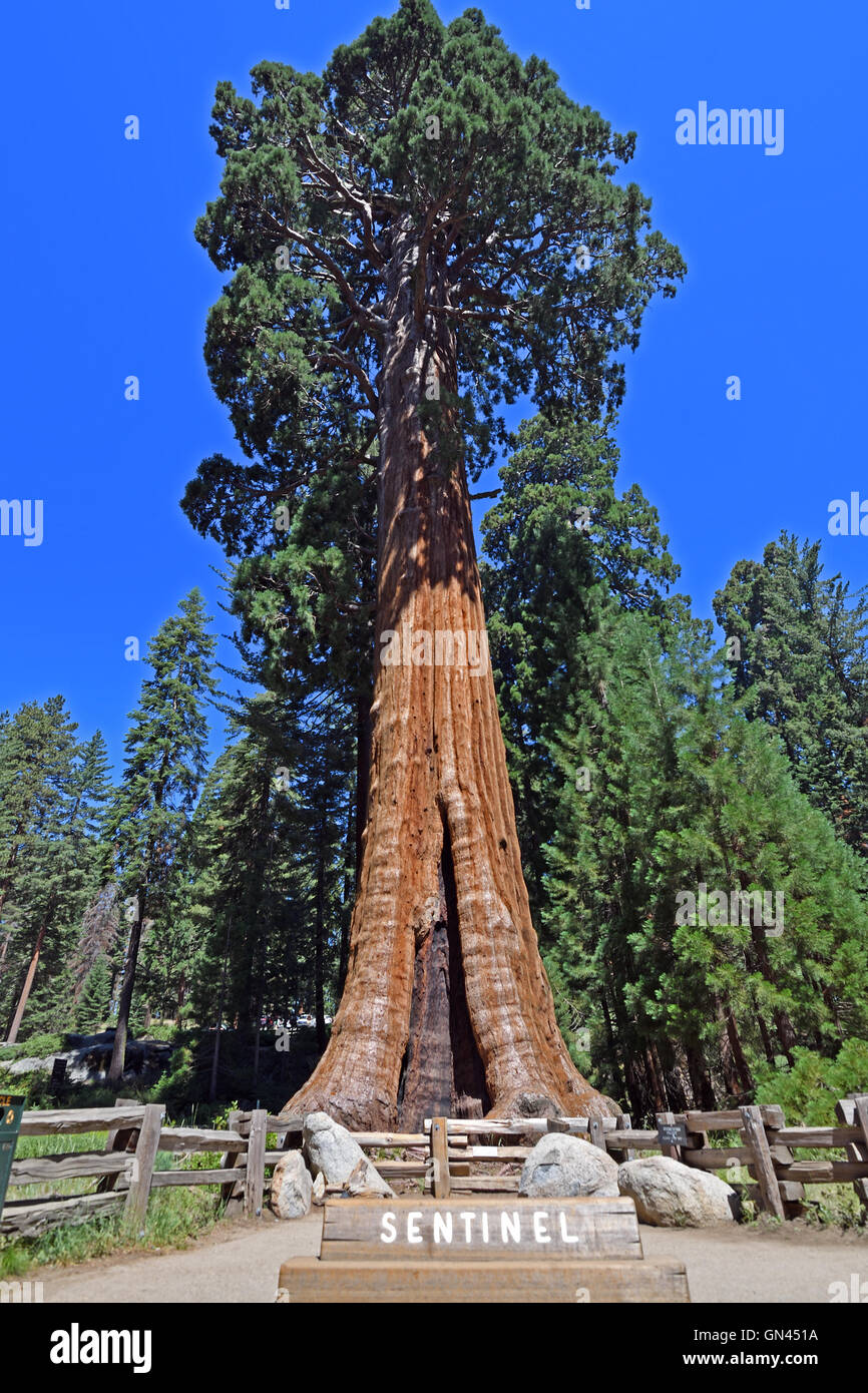 Sentinel Sequoia Tree at Sequoia National Park Stock Photo - Alamy