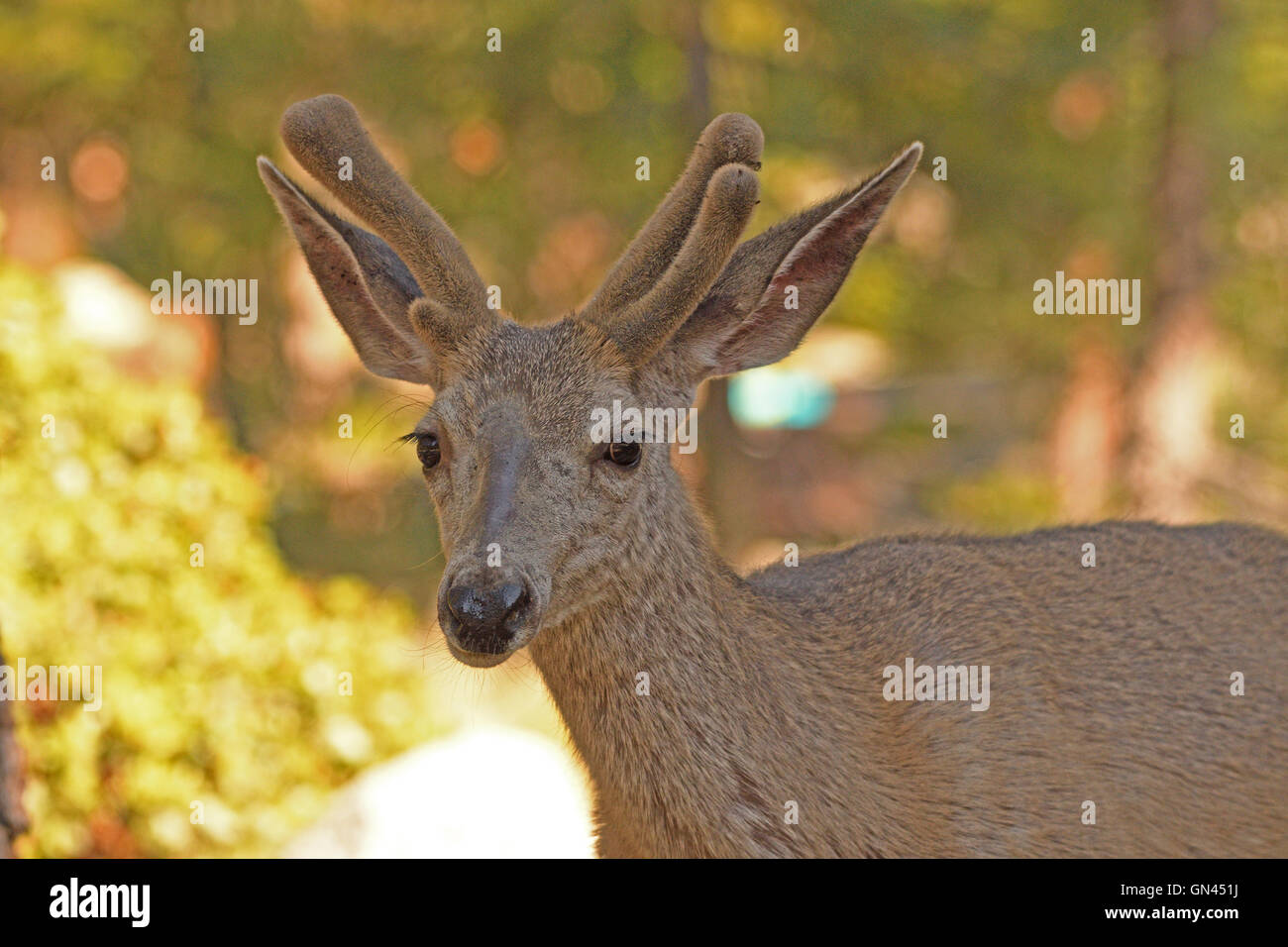 Close up of spike mule deer in velvet Stock Photo - Alamy