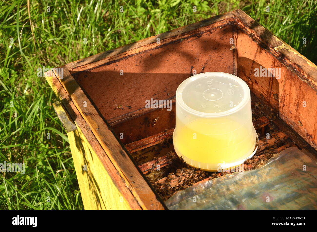 Inside of beehive container with sweet syrup for feeding bees Stock ...