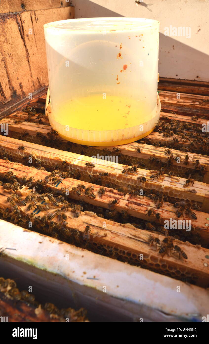 Inside of beehive container with sweet syrup for feeding bees Stock ...