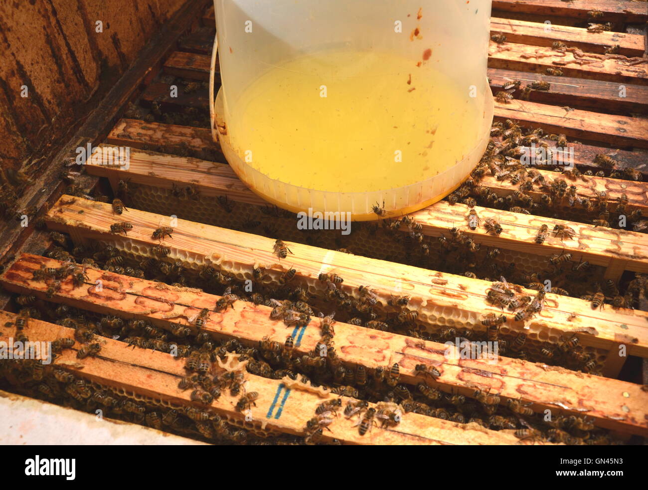 Inside of beehive container with sweet syrup for feeding bees Stock ...