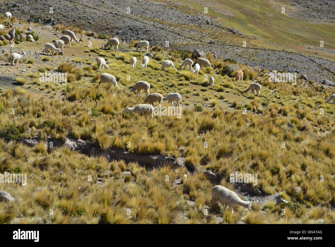 Misti Volcano, stratovolcano in the Andes of southern Peru Stock Photo ...