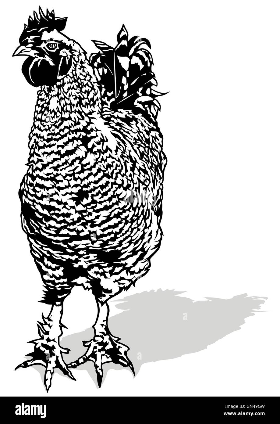 Domesticated hen Stock Vector Images - Alamy