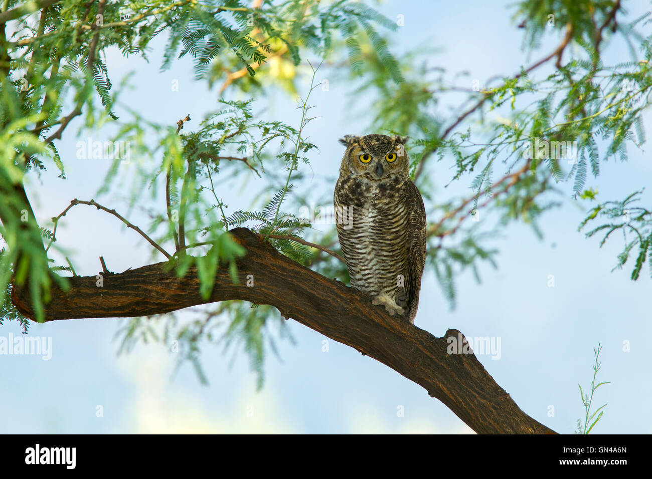 Great Horned Owl Bubo virginianus Tucson, Arizona, United States 10 ...