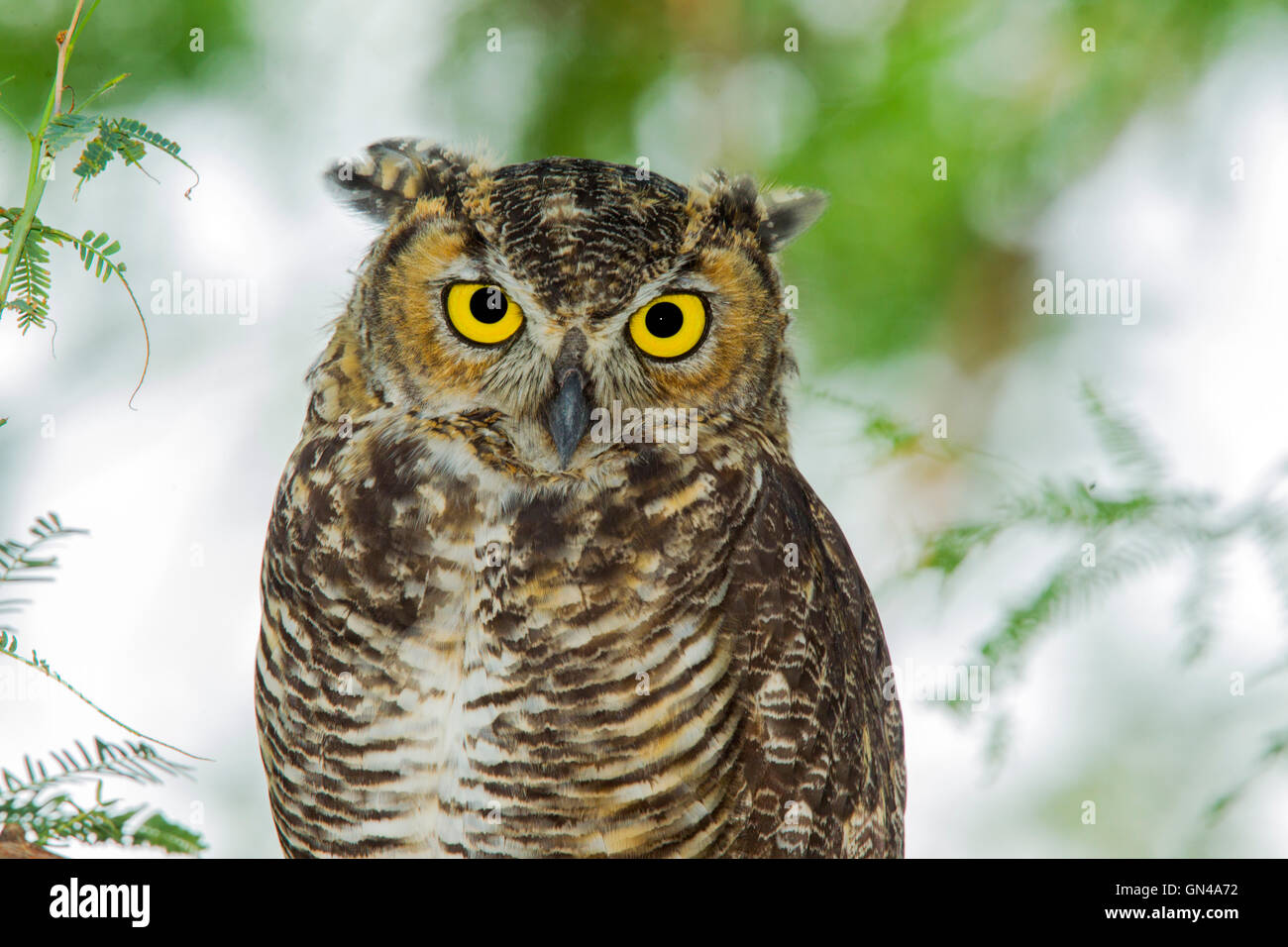 Great Horned Owl Bubo virginianus Tucson, Arizona, United States 10 ...
