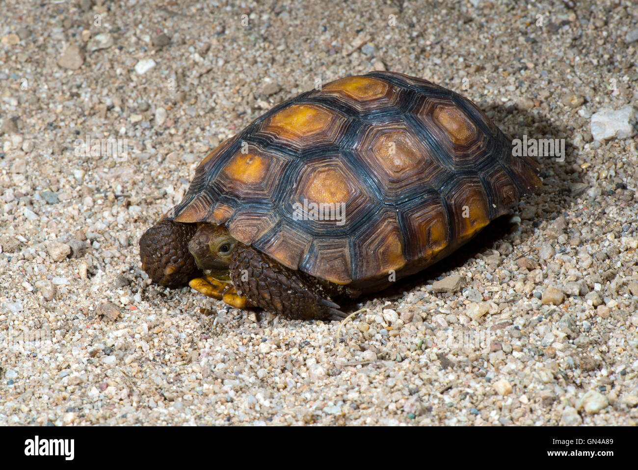 Sonoran desert desert tortoise hi-res stock photography and images - Alamy