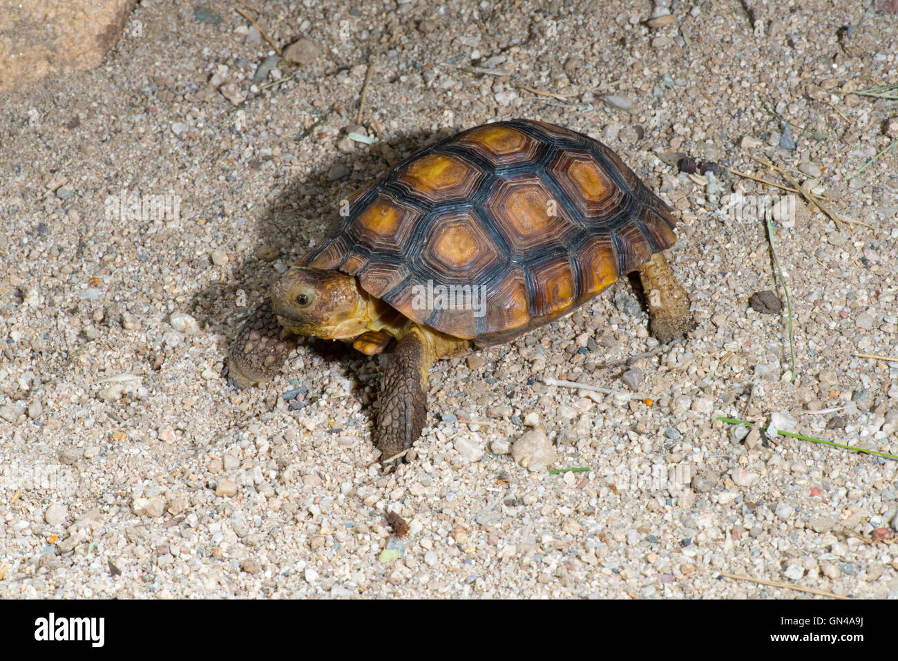 Ornate Box Turtle Terrapene ornata luteola Tucson, Pima County, Arizona ...