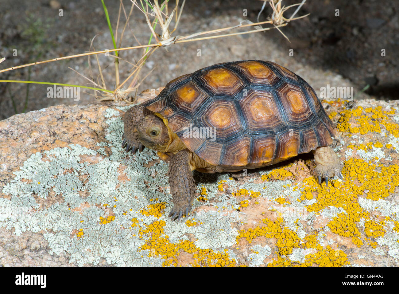 Ornate Box Turtle Terrapene ornata luteola Tucson, Pima County, Arizona ...