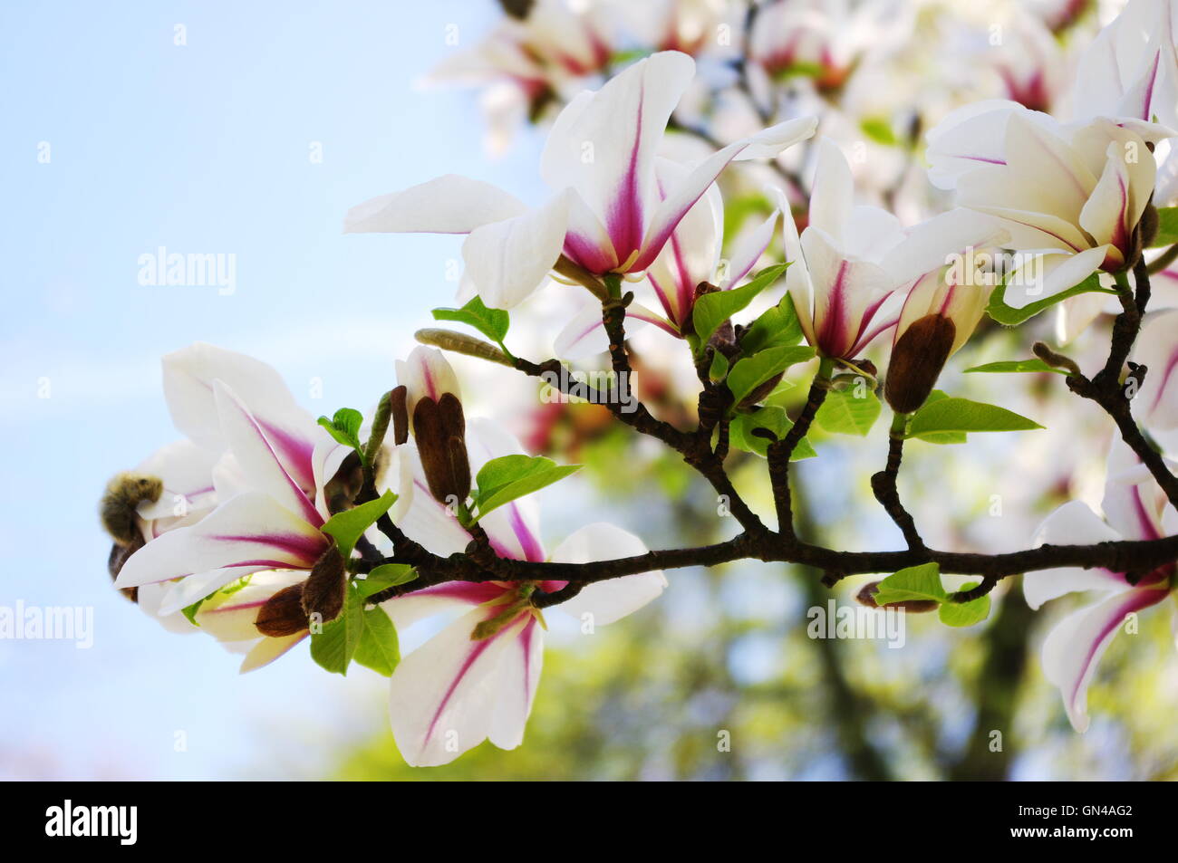 Beautiful magnolia flowers Stock Photo - Alamy