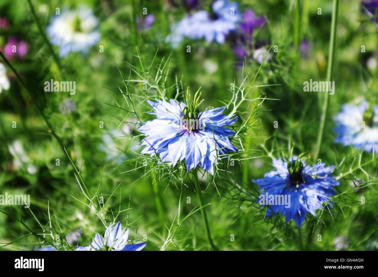 Nigella plant hi-res stock photography and images - Alamy