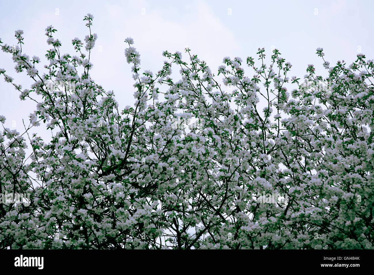 flowering branch of tree Stock Photo - Alamy