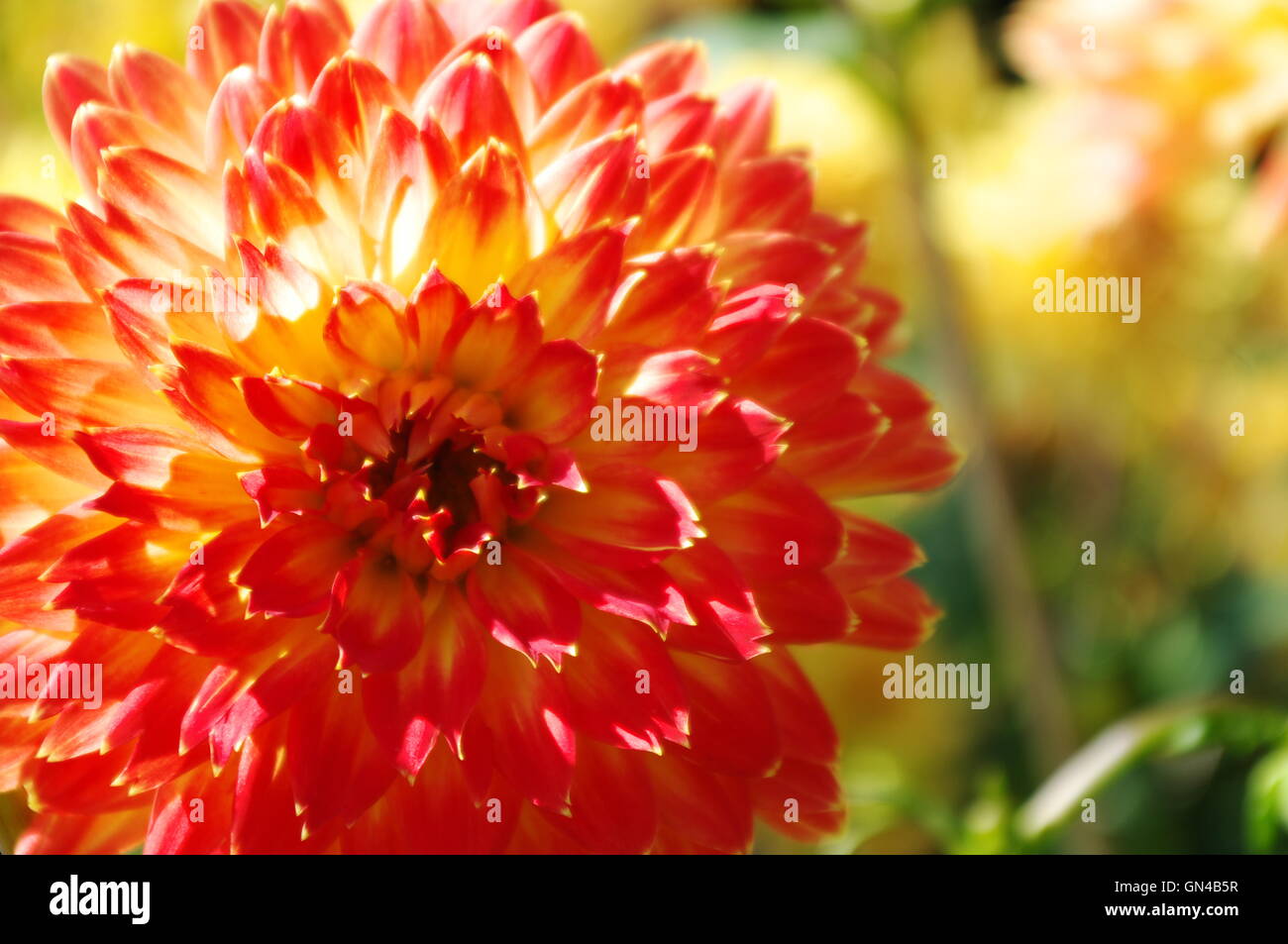 Red and orange dahlia Stock Photo - Alamy