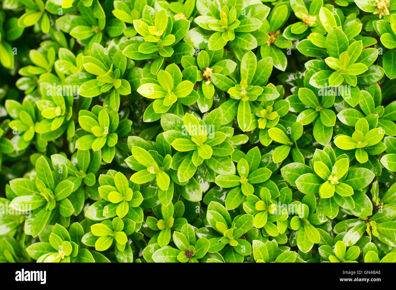 plant texture with leaf Stock Photo - Alamy