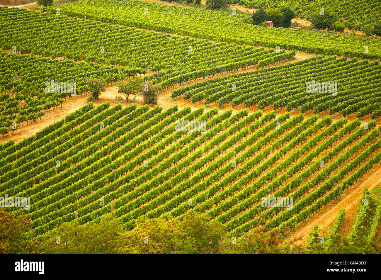 Vineyard from above Stock Photo - Alamy