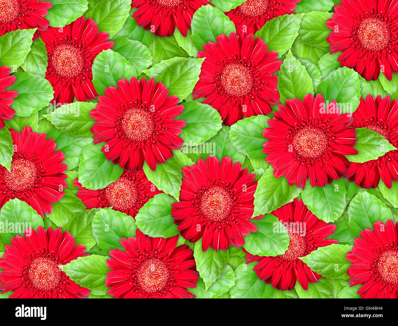 Background of red flowers and green leaf Stock Photo - Alamy