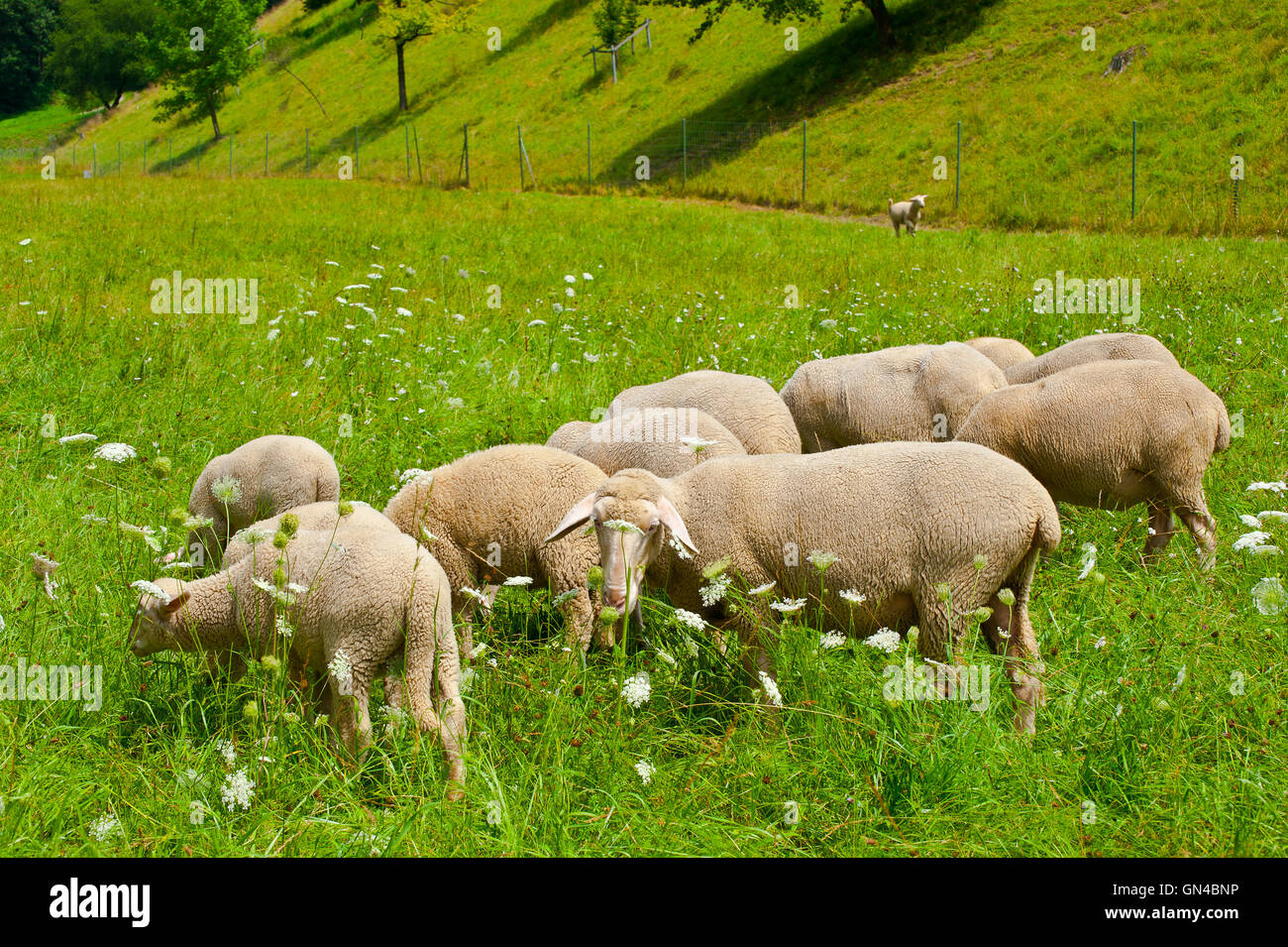 Alpine sheeps hi-res stock photography and images - Alamy