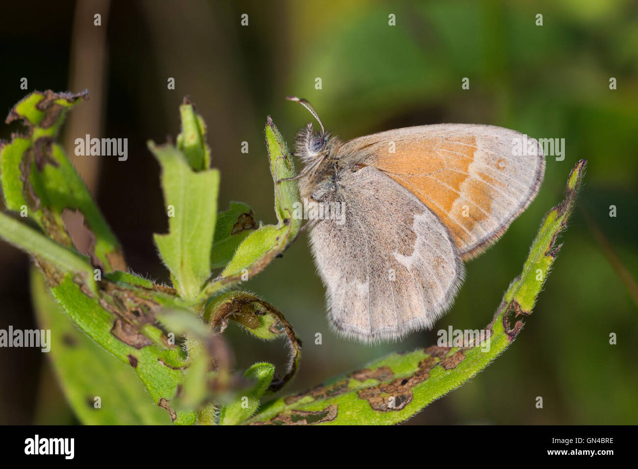 Large Heath or Common Ringlet (Coenonympha tullia Stock Photo - Alamy