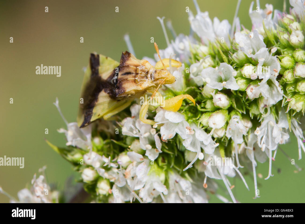Ambush insects hi-res stock photography and images - Alamy
