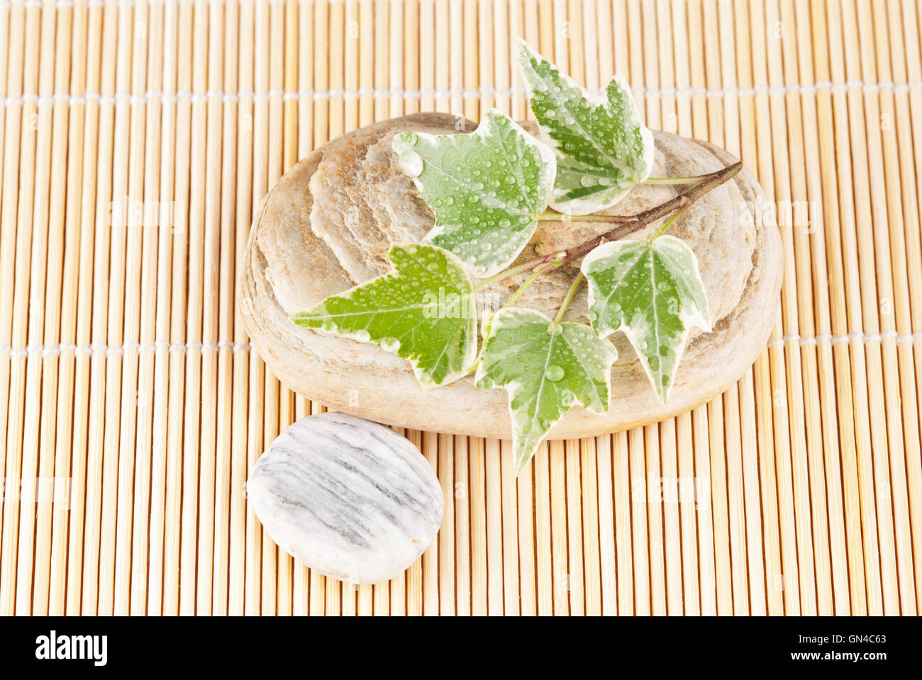 Green leaves on pebble Stock Photo - Alamy