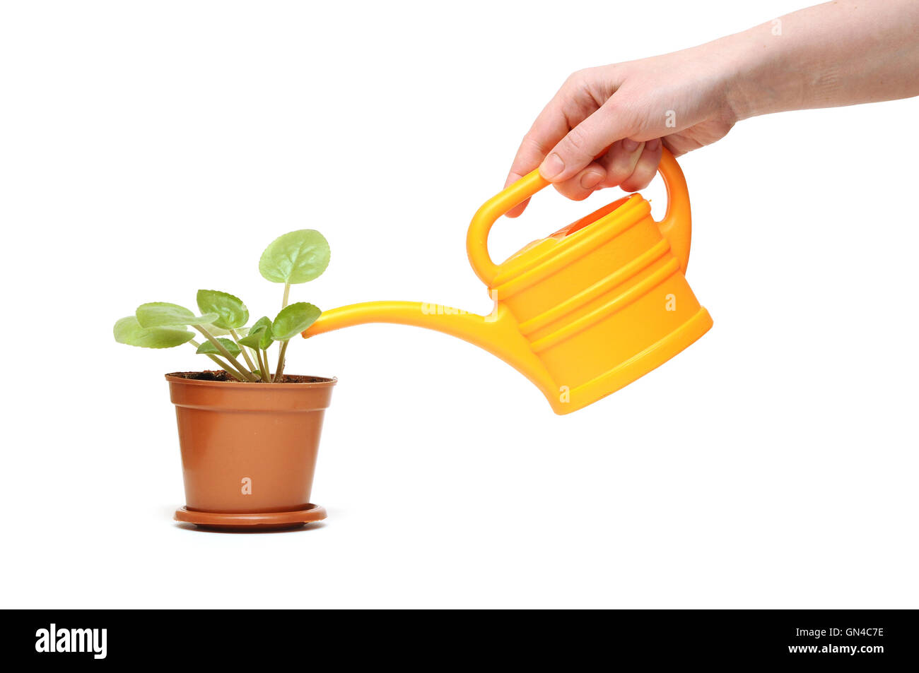 closeup hand watering a plant with watering can Stock Photo - Alamy