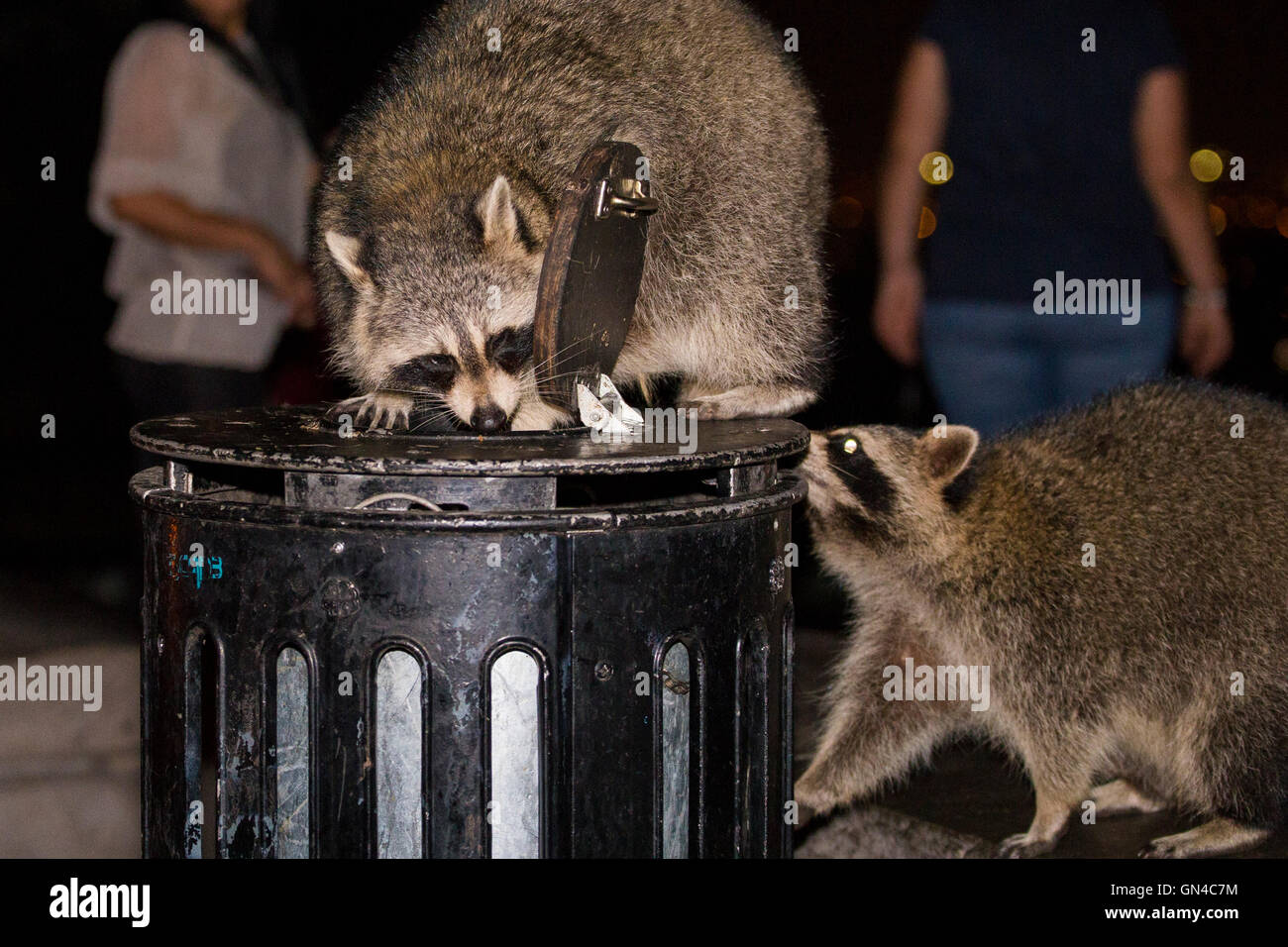 North American raccoons ( Procyon lotor) looking for food in the ...