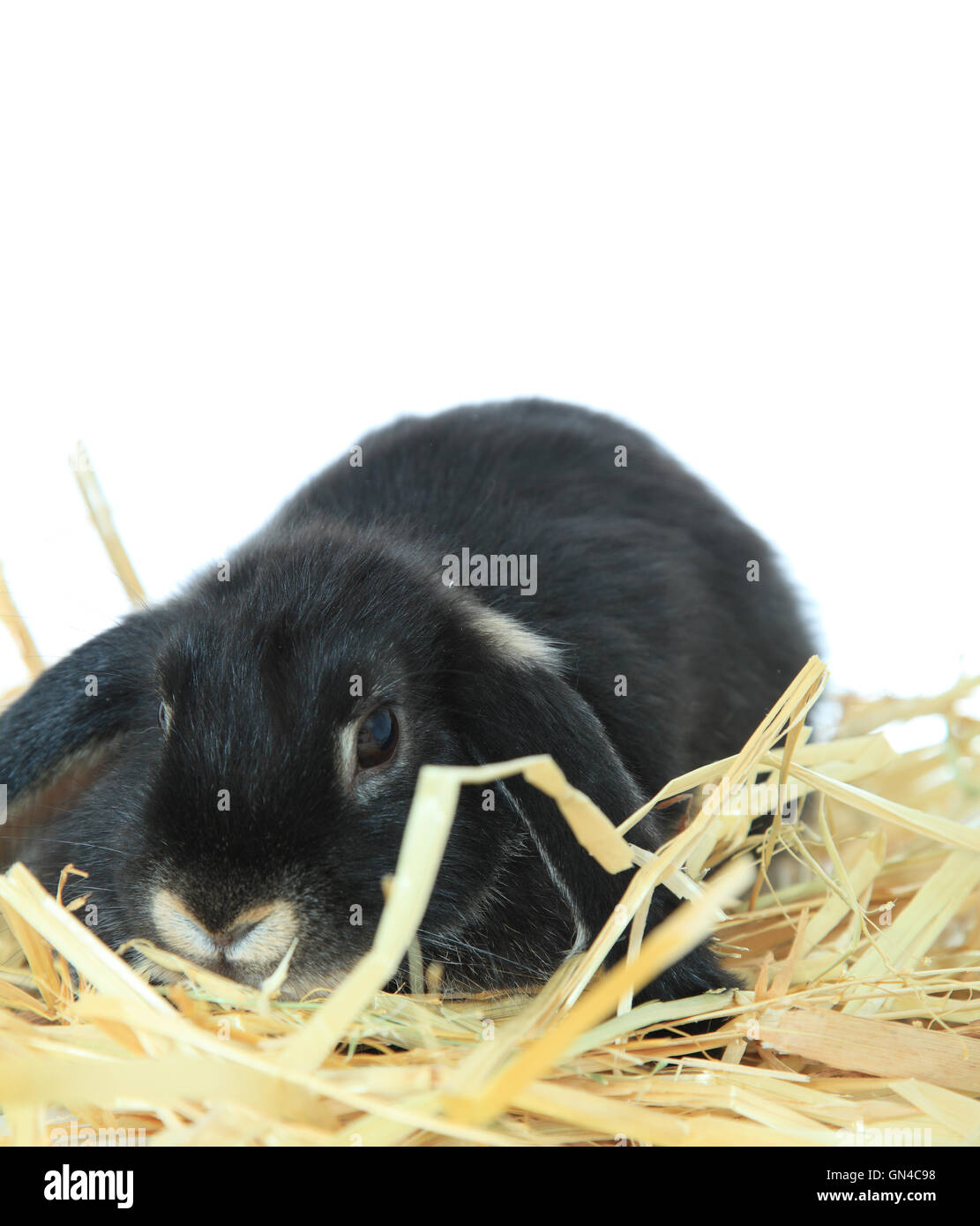 Black rabbit house hi-res stock photography and images - Alamy