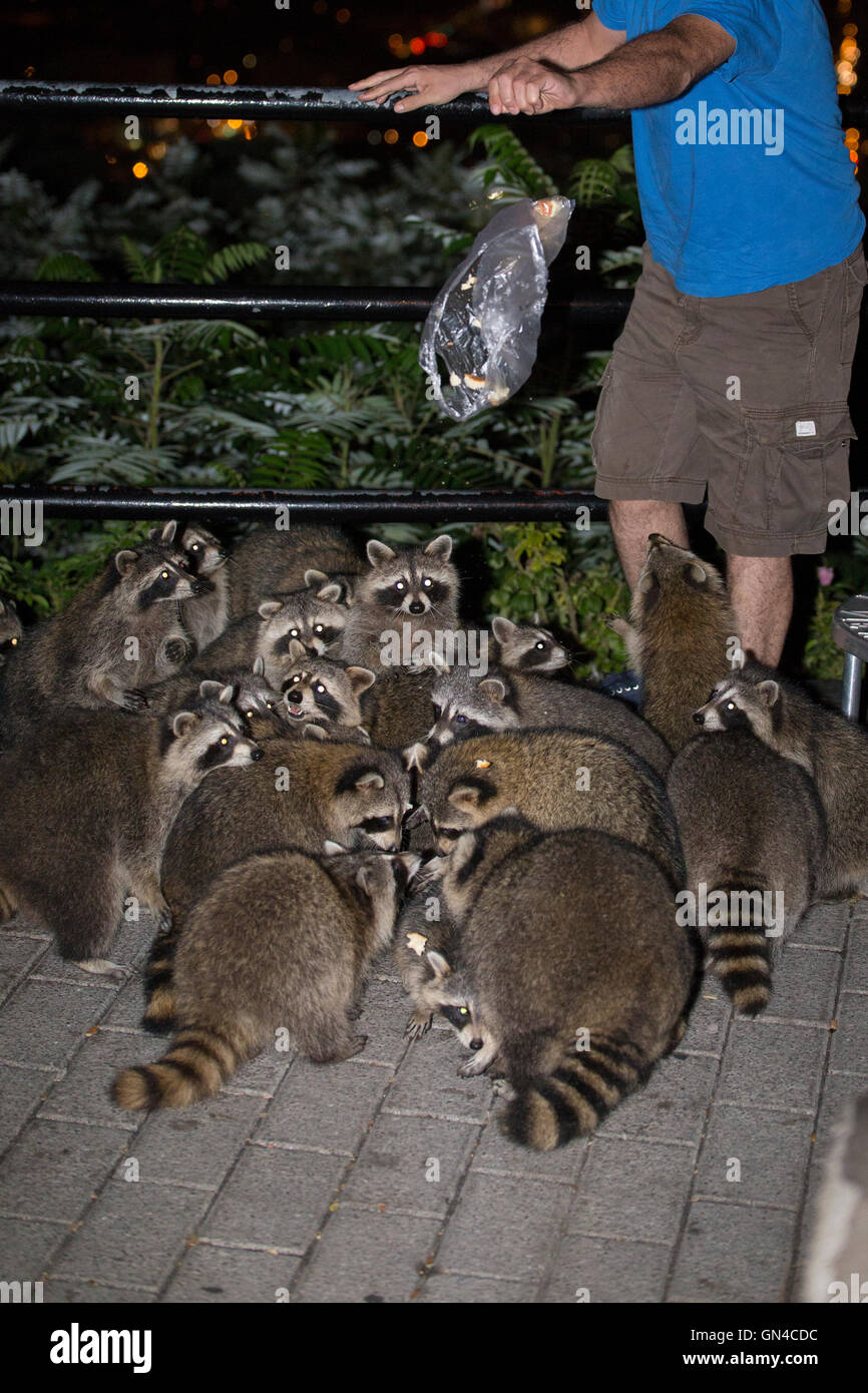 Man feeding North American raccoons in Montreal, Canada Stock Photo - Alamy