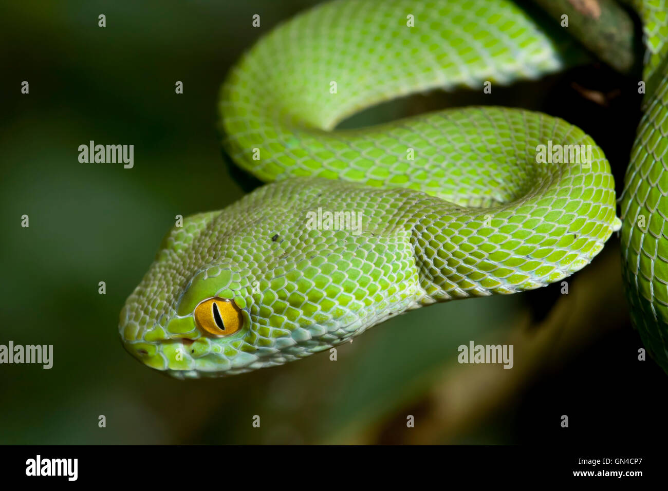 Australian black snake hi-res stock photography and images - Alamy