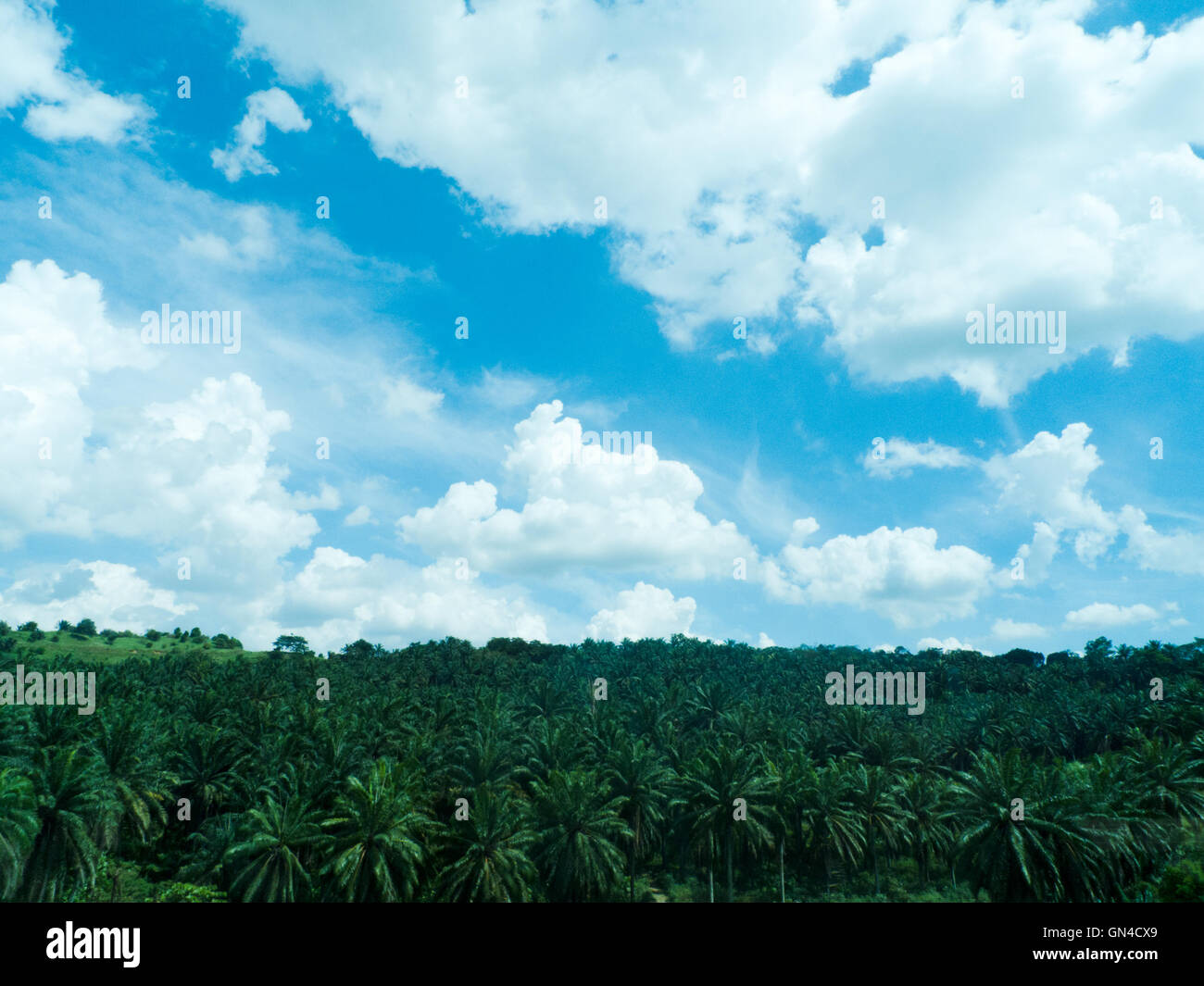 palm tree plantation Stock Photo - Alamy